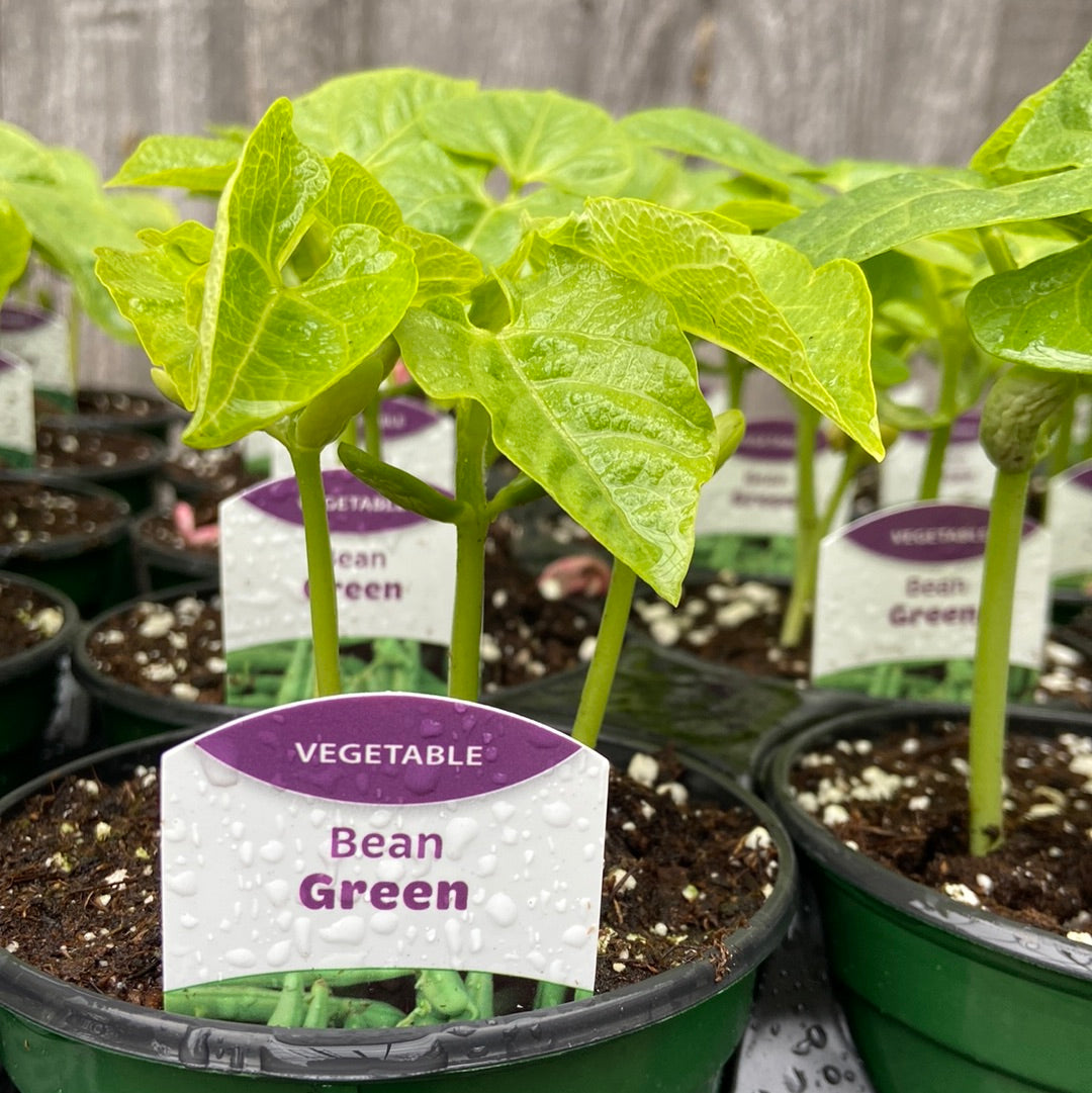 Green Beans – Wear's Flowers and Garden Centre
