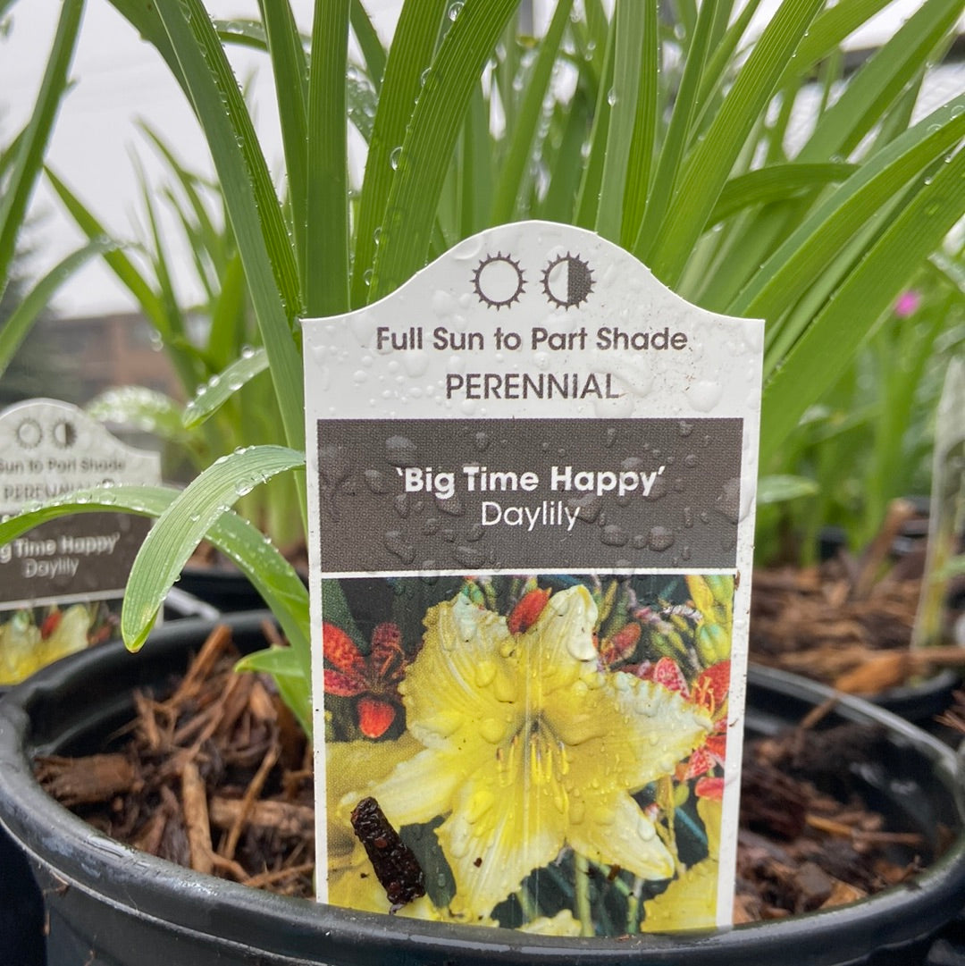 Daylily - Big Time Happy (1 Gallon) – Wear's Flowers and Garden Centre