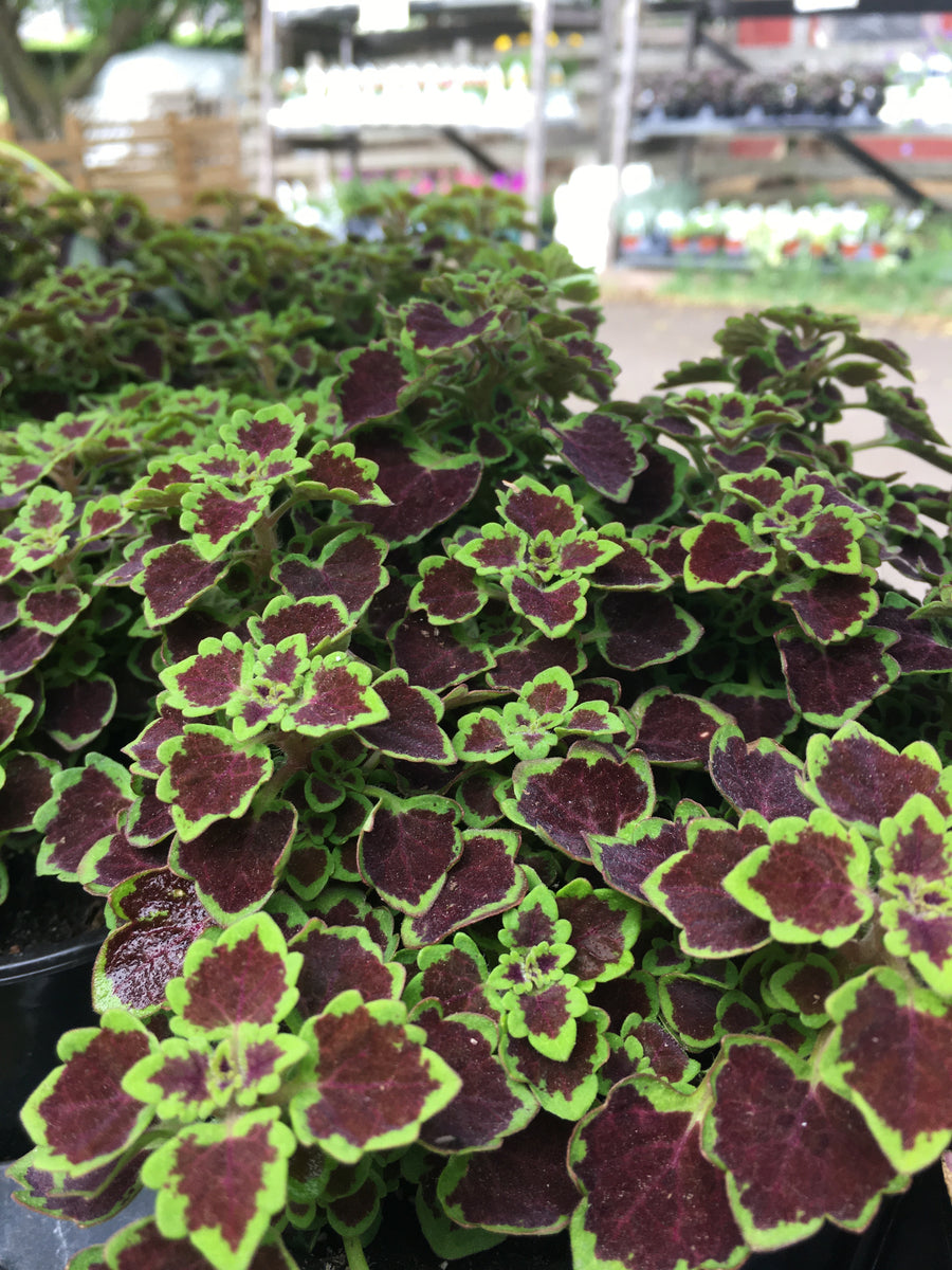 Trailing Coleus (4 inch) – Wear's Flowers and Garden Centre