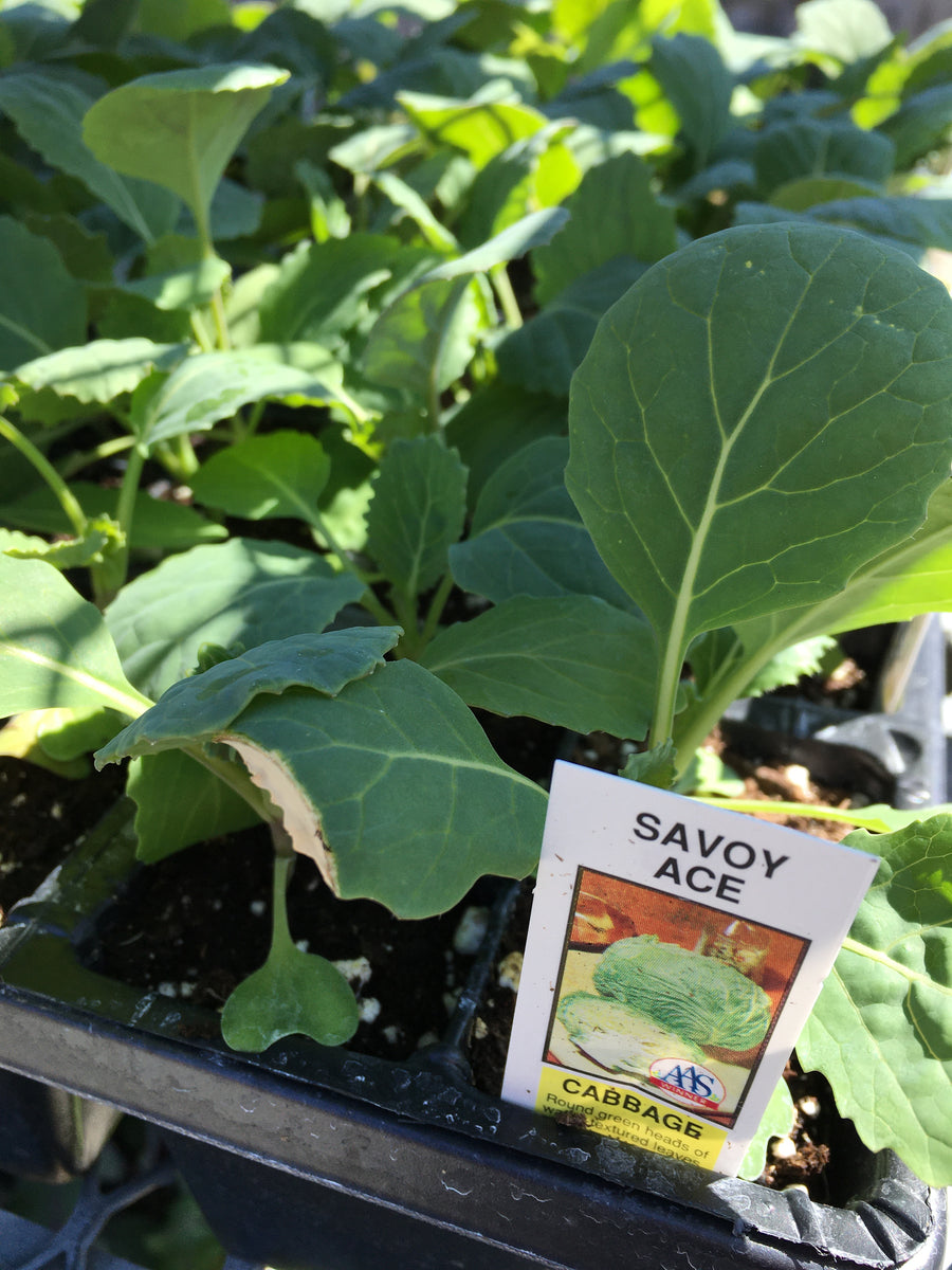 Savoy Cabbage - Cell Pack – Wear's Flowers and Garden Centre