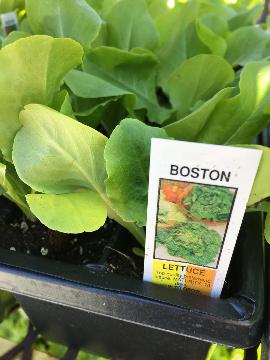 Boston Lettuce - Cell Pack – Wear's Flowers and Garden Centre
