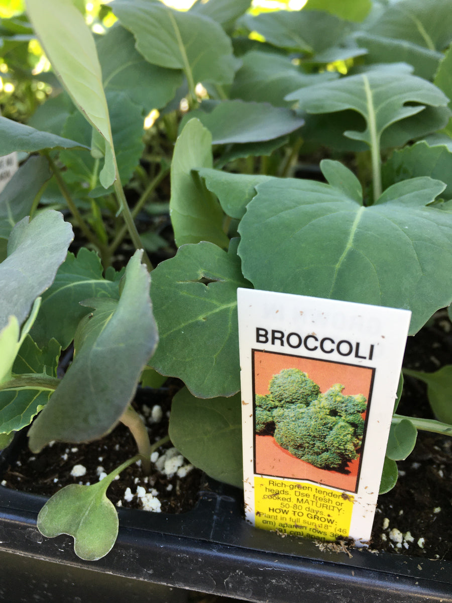 Broccoli - Cell Pack – Wear's Flowers and Garden Centre