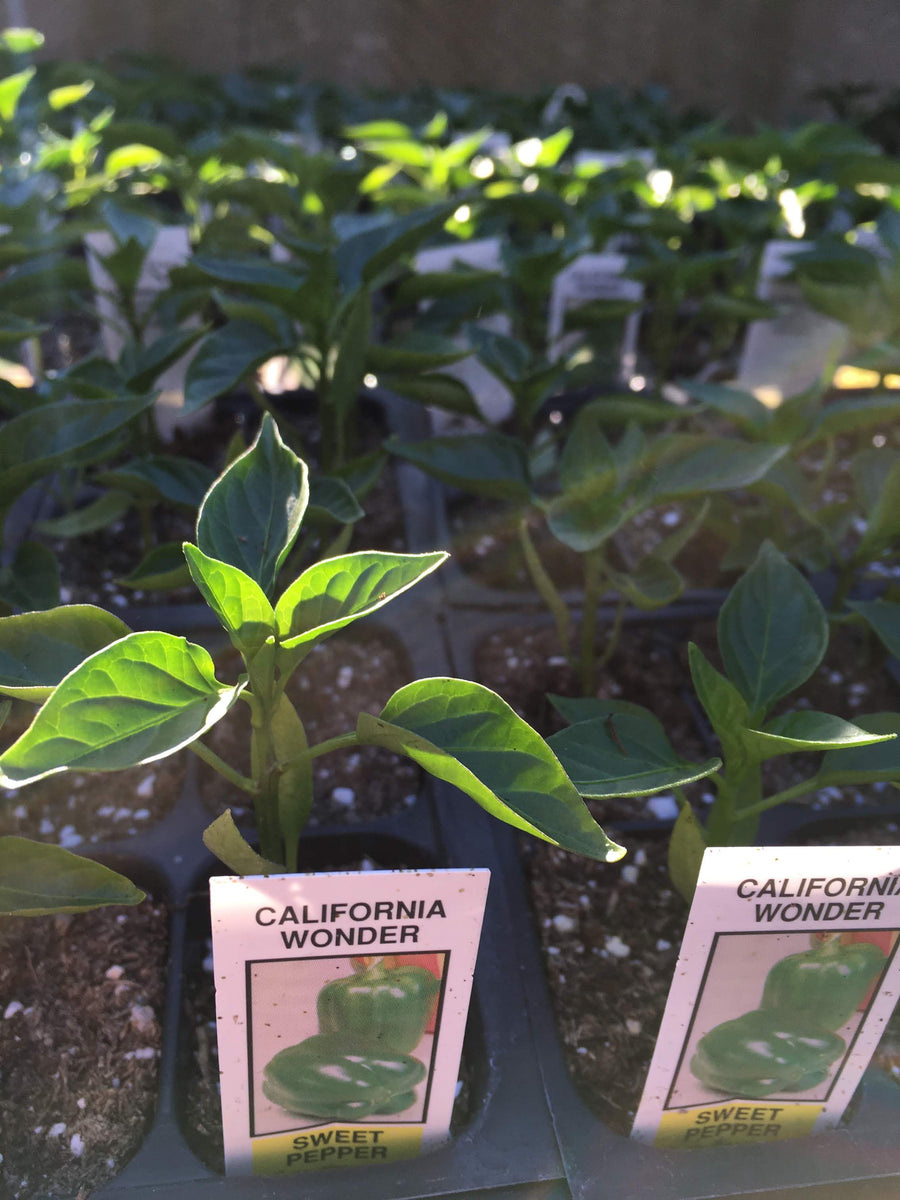 Green Bell Pepper - Cell Pack Pepper – Wear's Flowers and Garden Centre
