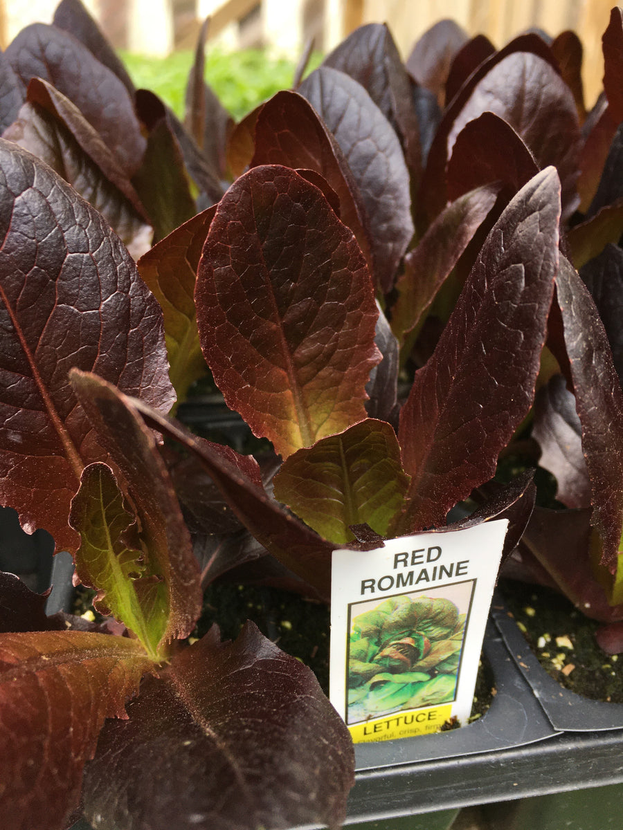Red Romaine Lettuce - Cell Pack – Wear's Flowers and Garden Centre